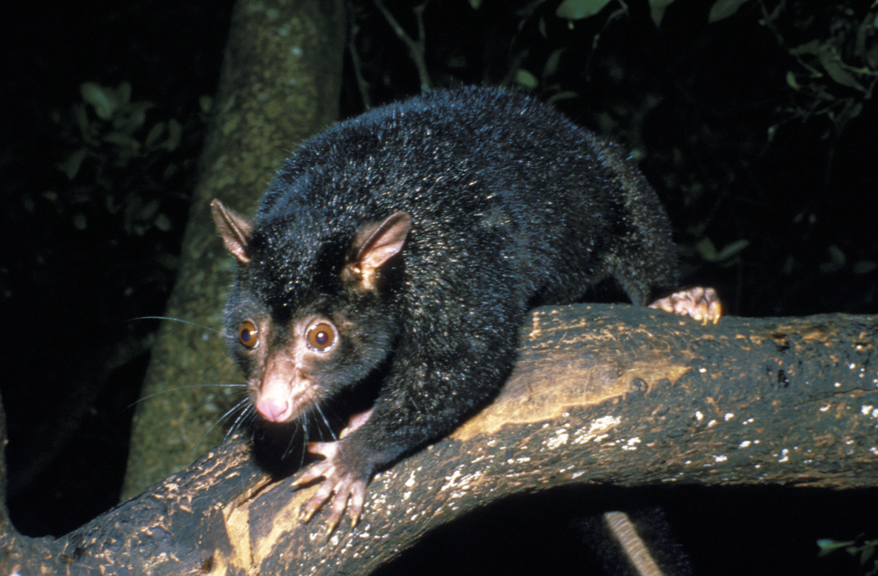 Our Animals - Geckoes Wildlife