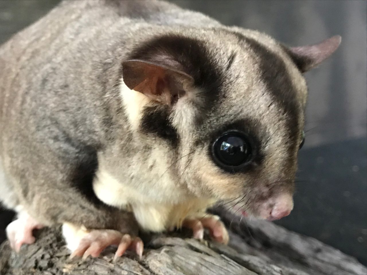 Our Animals - Geckoes Wildlife