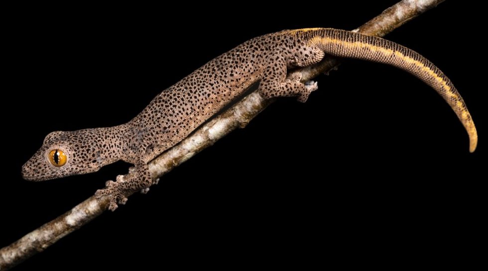 Filming & Photography - Geckoes Wildlife