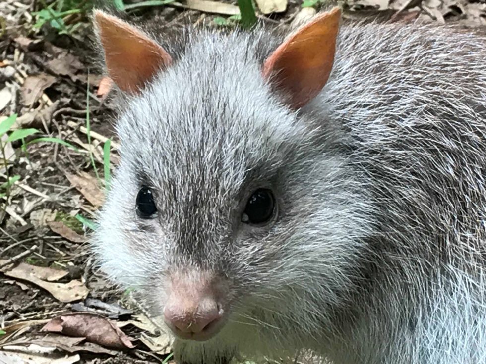 Our Animals - Geckoes Wildlife