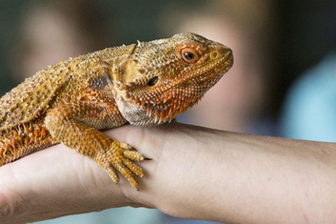 Schools and Other Educational Centres - Geckoes Wildlife