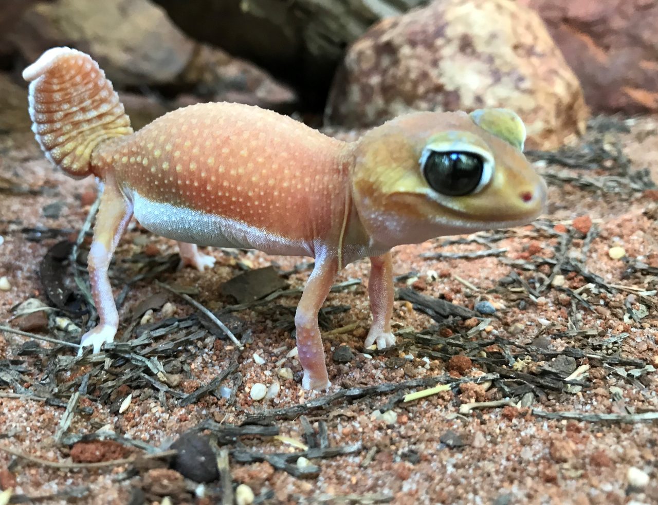Filming & Photography - Geckoes Wildlife